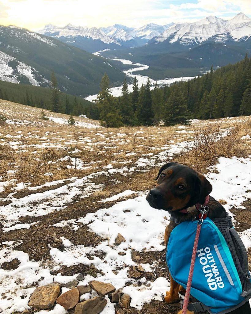 Beautiful Canada: 20 Winter Dog Photos to Warm Your Heart - London ...