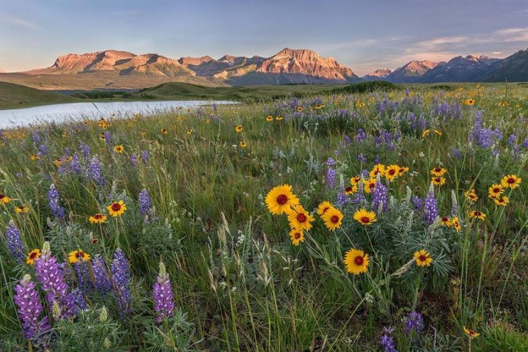 Best Locations Across Canada for Spring Photography - London Drugs Blog