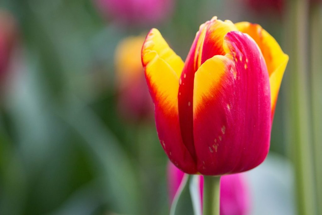 How to Capture Vibrant Spring Flowers with Macro Photography - London ...